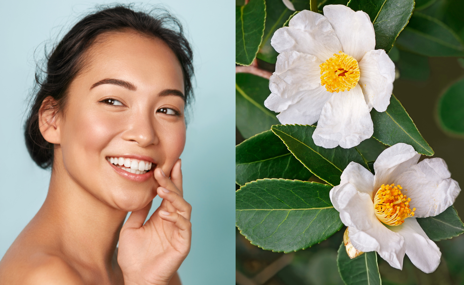Unlock the Natural Skin Benefits of Camellia Seed Oil | Professional ...