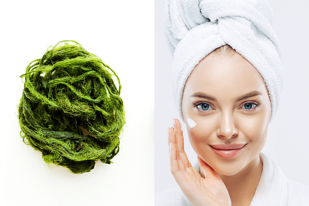 Benefits of Marine Algae in cosmetics – Potion Organic